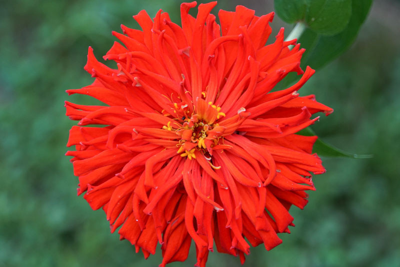 Zinnia elegans 'Redman Super Cactus'
