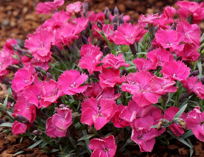 Dianthus 'Vivid Bright Light' (Pink)