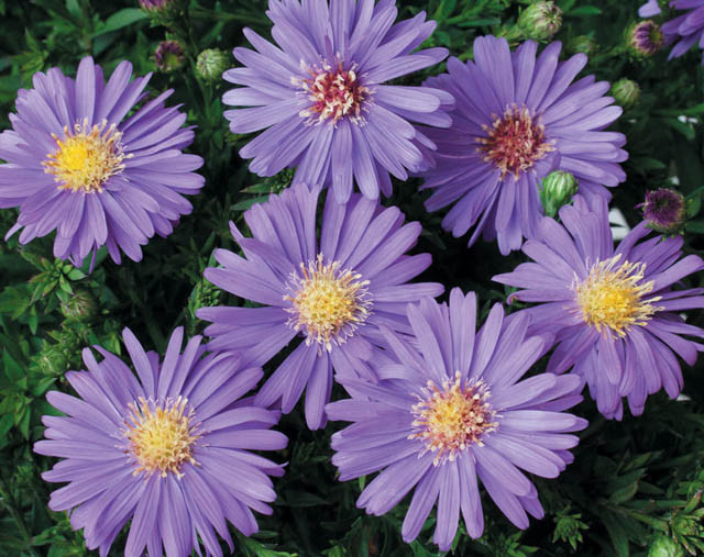 Aster dumosus 'Sapphire' (Bushy Asters)