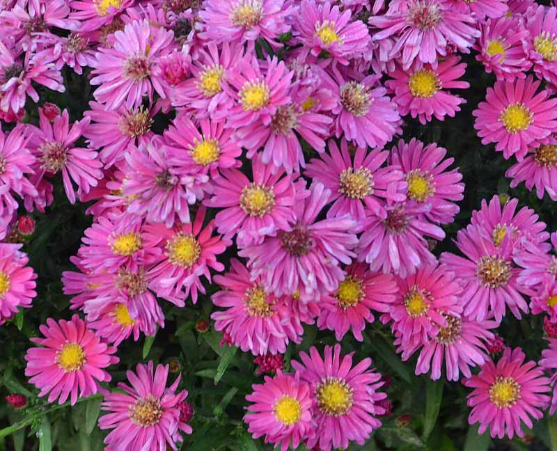 Aster novae-angliae 'KICKIN Carmine Red' (New England Asters)