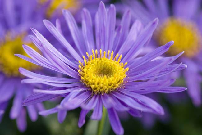 Aster amellus 'Grunder' (Italian Asters)