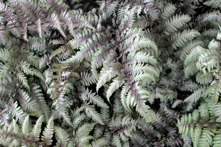Athyrium niponicum var. pictum 'Silver Falls' (Painted Lady Fern)