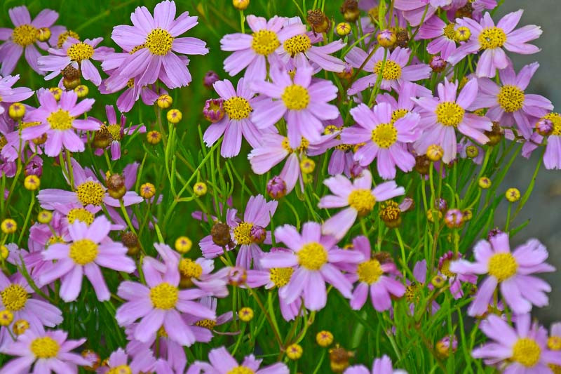 Coreopsis rosea 'American Dream' (Pink Tickseed)