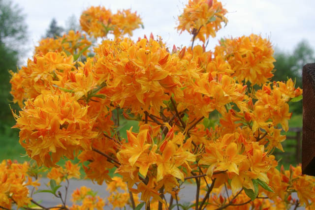 Rhododendron 'Golden Lights'