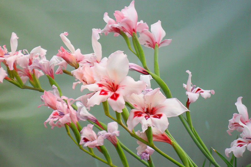 Gladiolus carneus (Painted Lady)