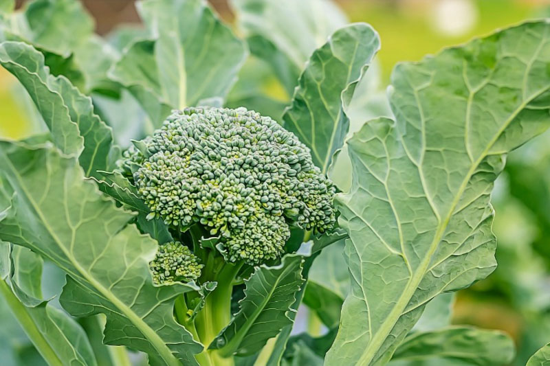 Brassica oleracea Italica Group (Broccoli)