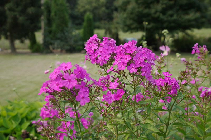 Phlox paniculata 'Robert Poore' (Garden Phlox)