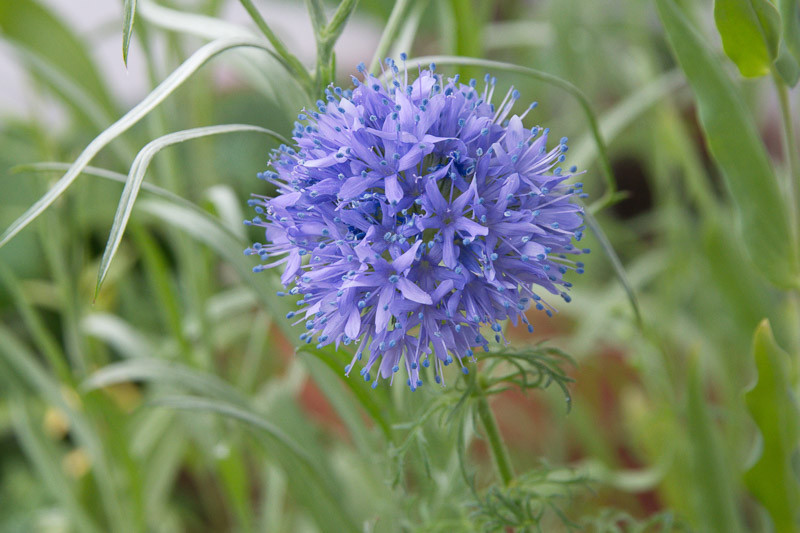 Gilia capitata (Blue Gilia)