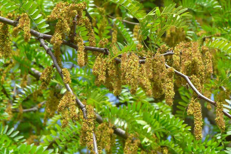 Gleditsia triacanthos (Honey Locust)