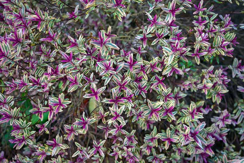 Hebe Purple Shamrock