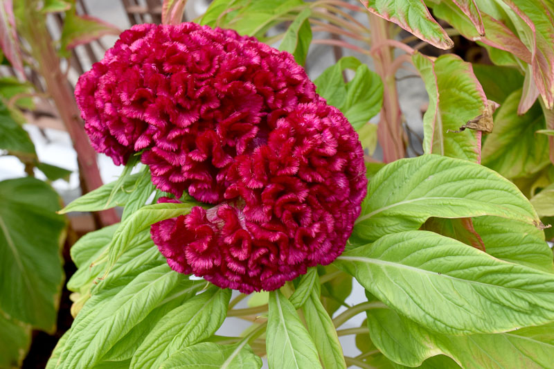 Celosia argentea var. cristata 'Tornado Red' (Cockscomb)