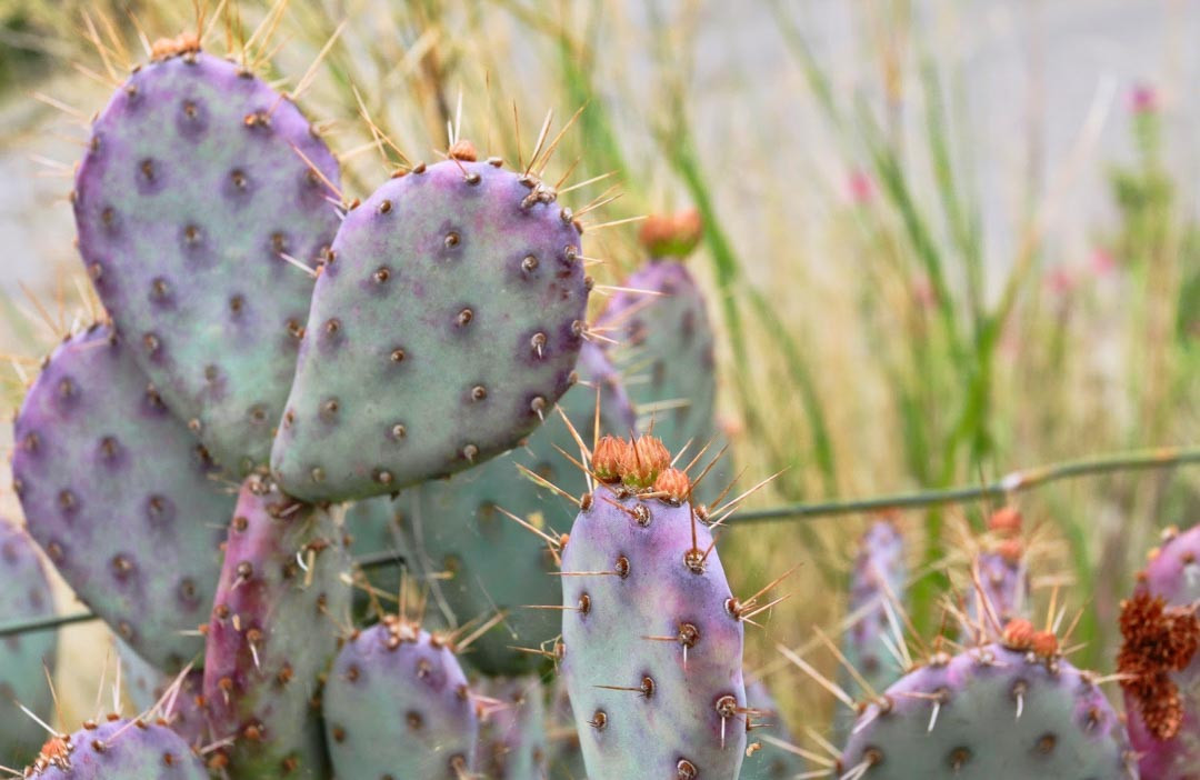 Opuntia 'Baby Rita' (Prickly Pear)