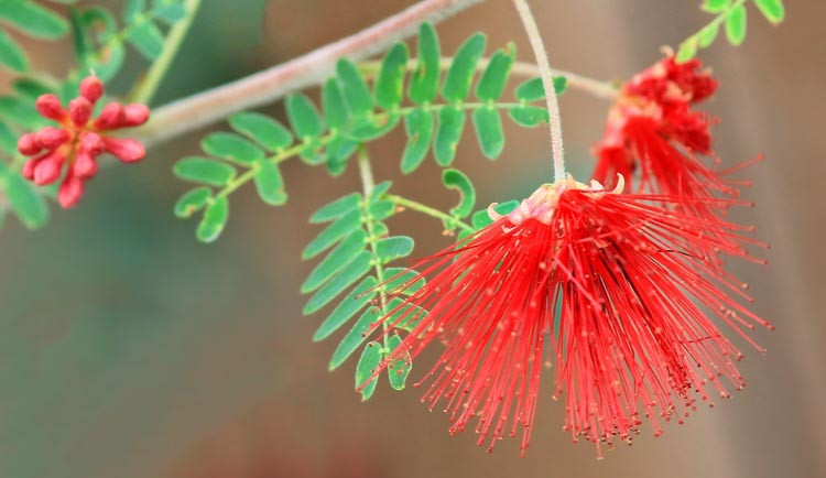 Calliandra californica (Baja Fairy Duster)