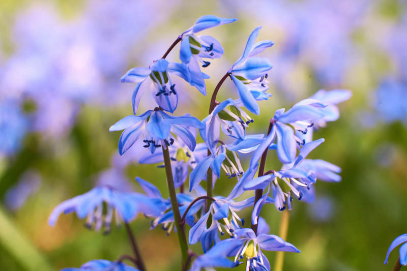 Scilla siberica (Siberian Squill)