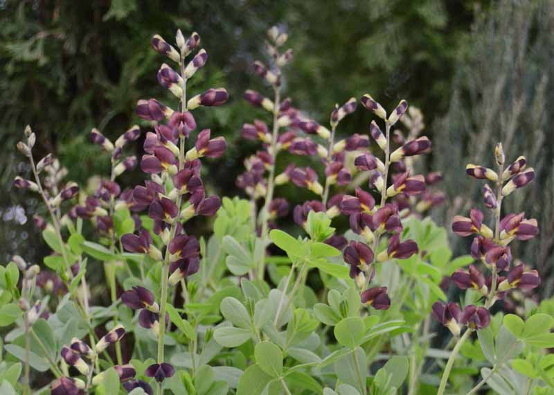 Baptisia 'Dutch Chocolate' (False Indigo)