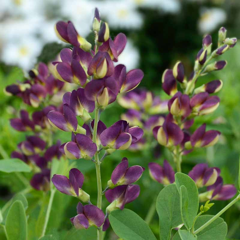 Baptisia 'Grape Taffy' (False Indigo)