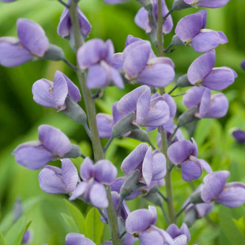 Baptisia 'Purple Smoke' (False Indigo)