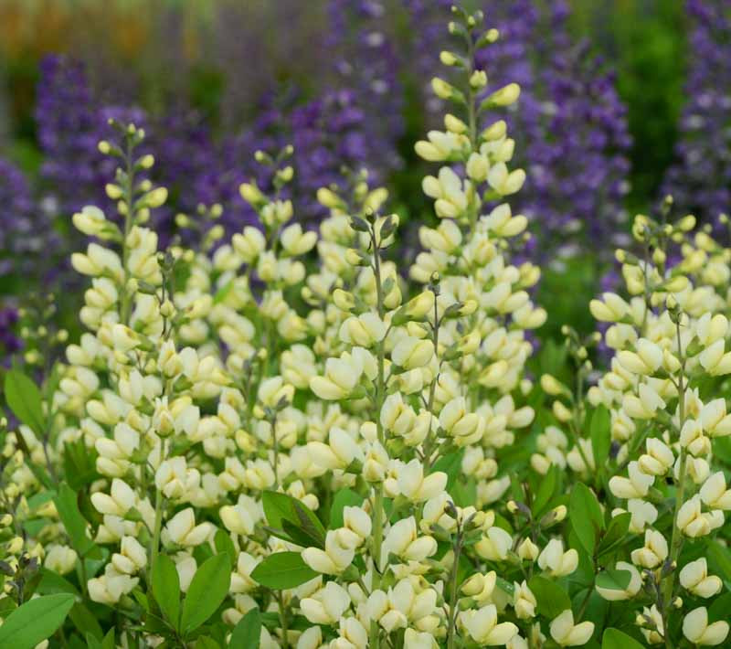 Baptisia 'Vanilla Cream' (False Indigo)
