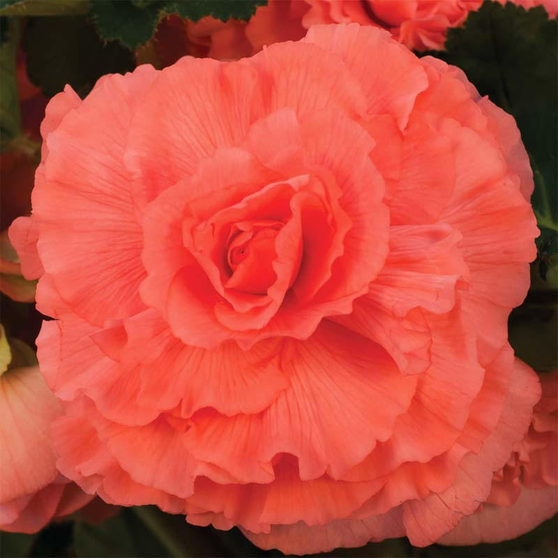 Begonia 'Ruffled Salmon'