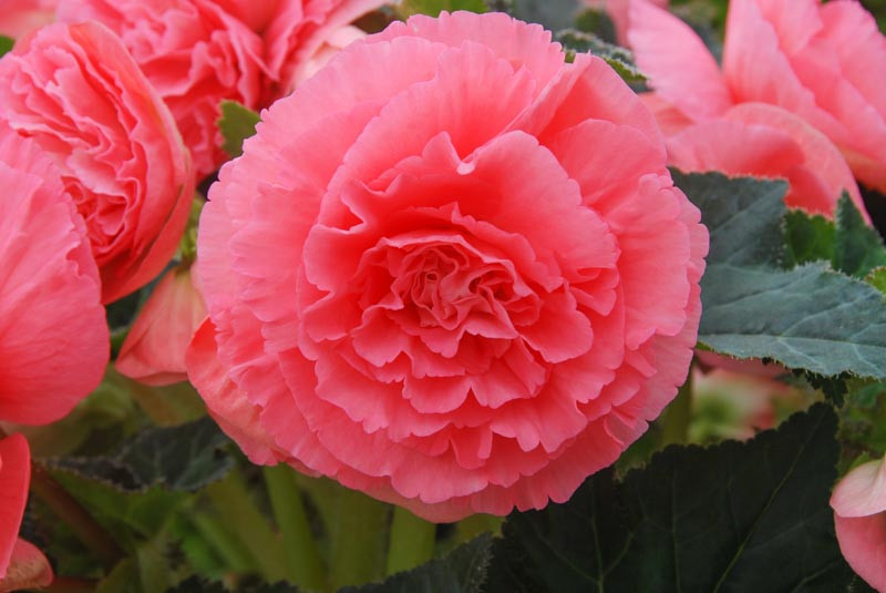 Begonia 'Ruffled Pink'