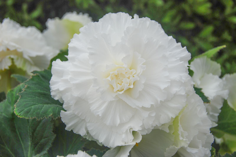 Begonia 'Ruffled White'