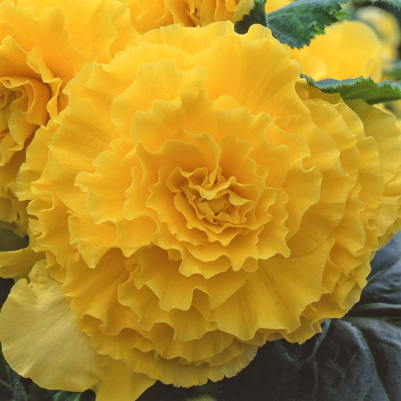 Begonia 'Ruffled Yellow'