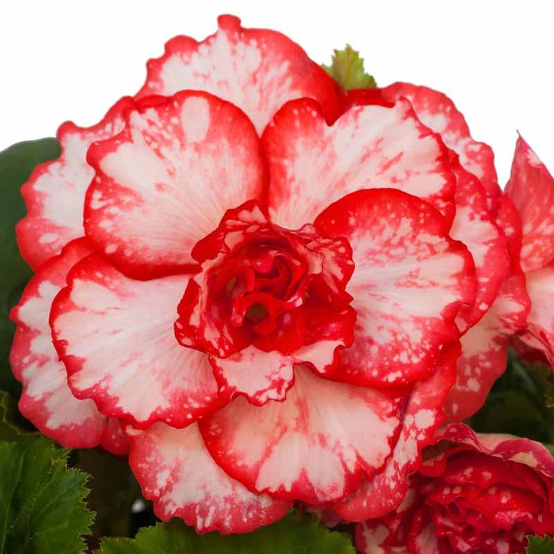 Begonia 'Picotee Flamenco'