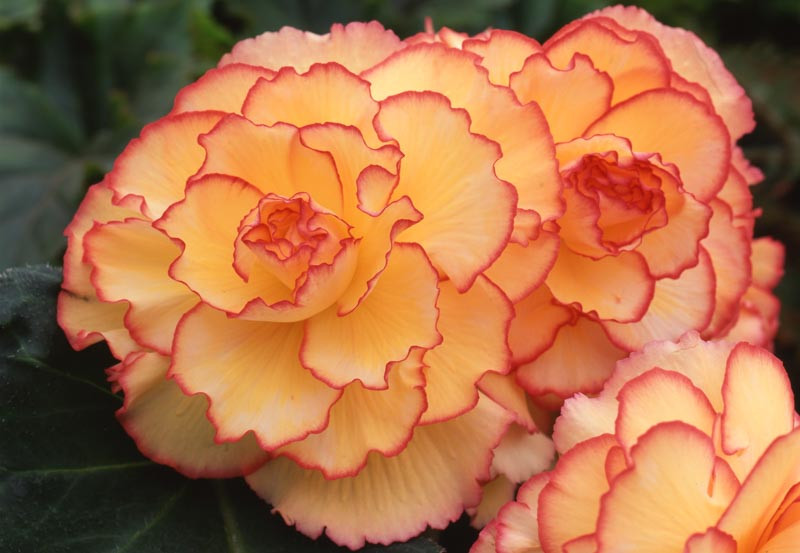 Begonia 'Picotee Sunburst'