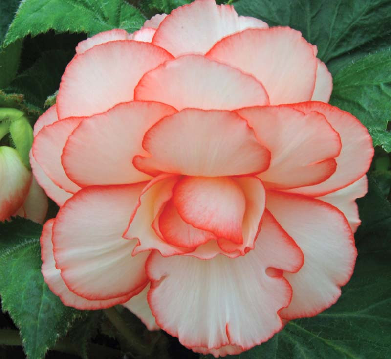 Begonia 'Picotee Calypso'