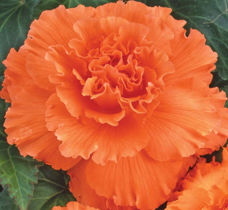 Begonia 'Ruffled Apricot'