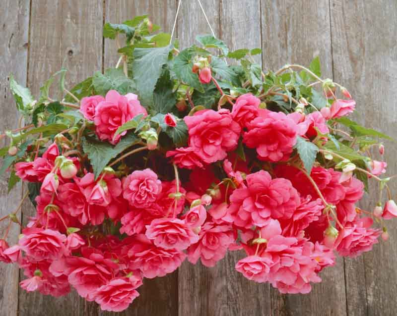 Begonia 'Hanging Basket Pink'
