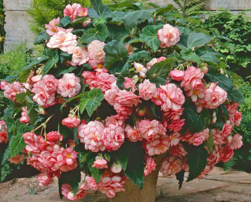 Begonia 'White-Pink Picotee'