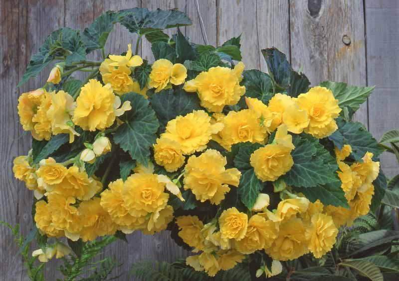 Begonia 'Hanging Basket Yellow'