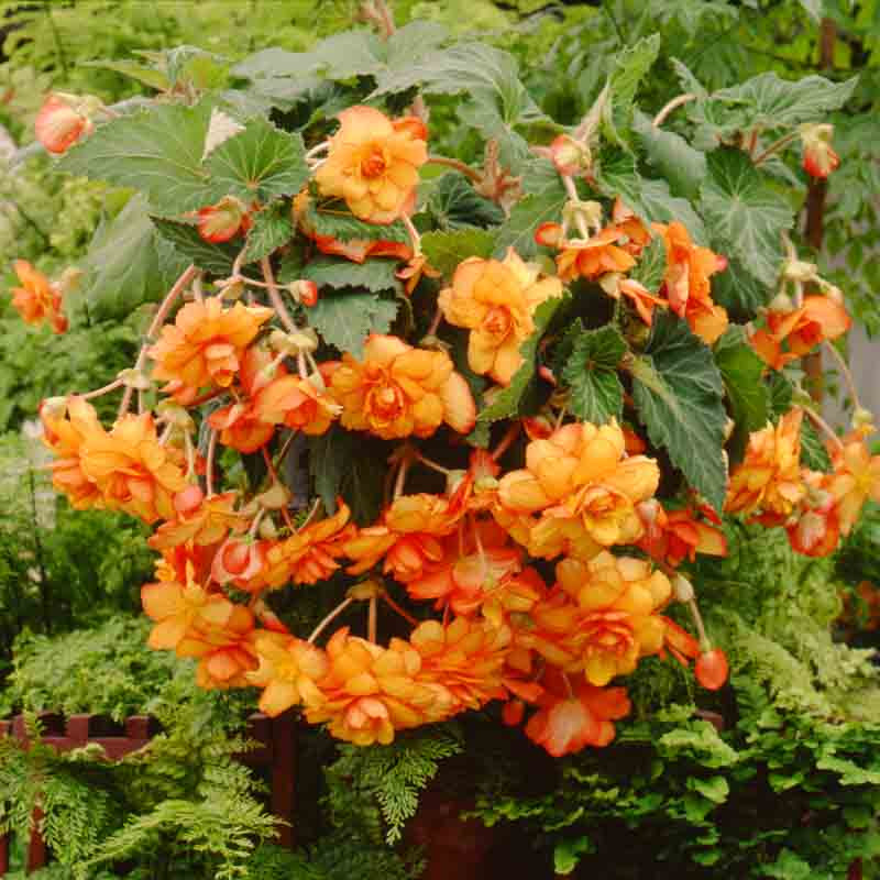 Begonia 'Yellow-Red Picotee'