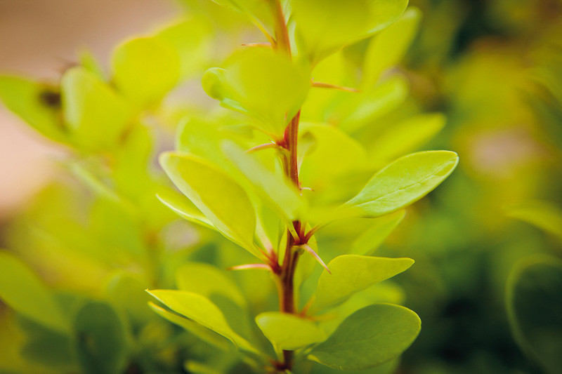 Berberis thunbergii 'Golden Rocket' (Japanese Barberry)