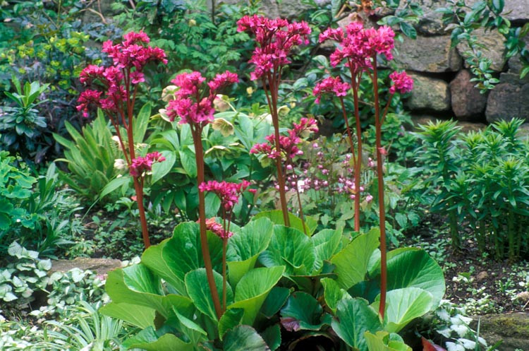 Bergenia 'Bressingham Ruby'
