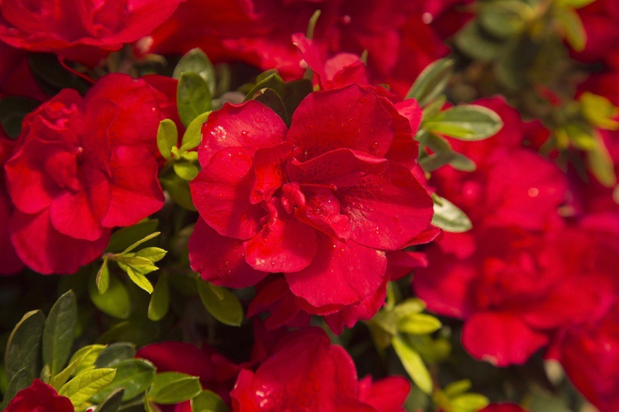 Rhododendron Encore® Autumn Bonfire®