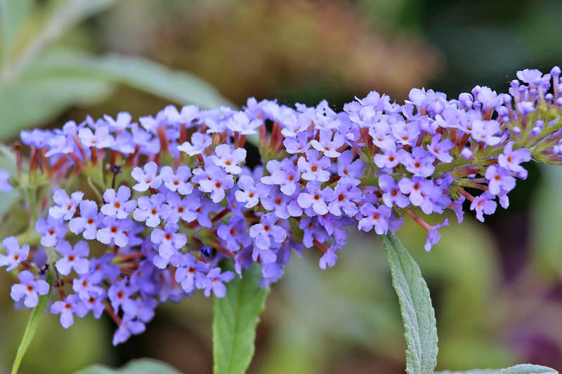 Buddleja davidii 'Buzz Sky Blue' (Butterfly Bush)