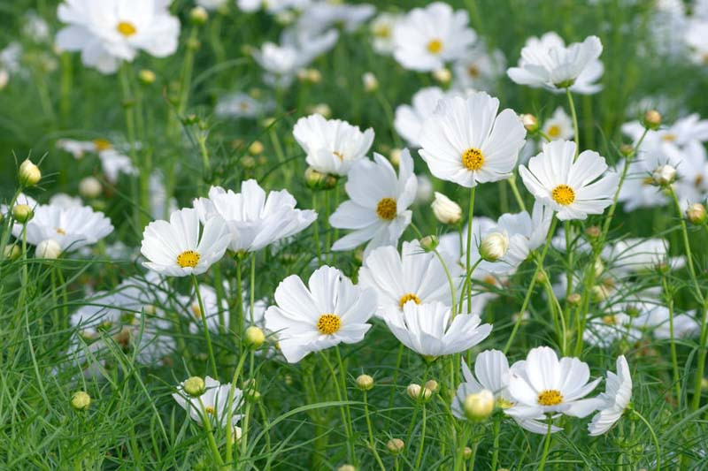 Cosmos bipinnatus 'Sonata White'