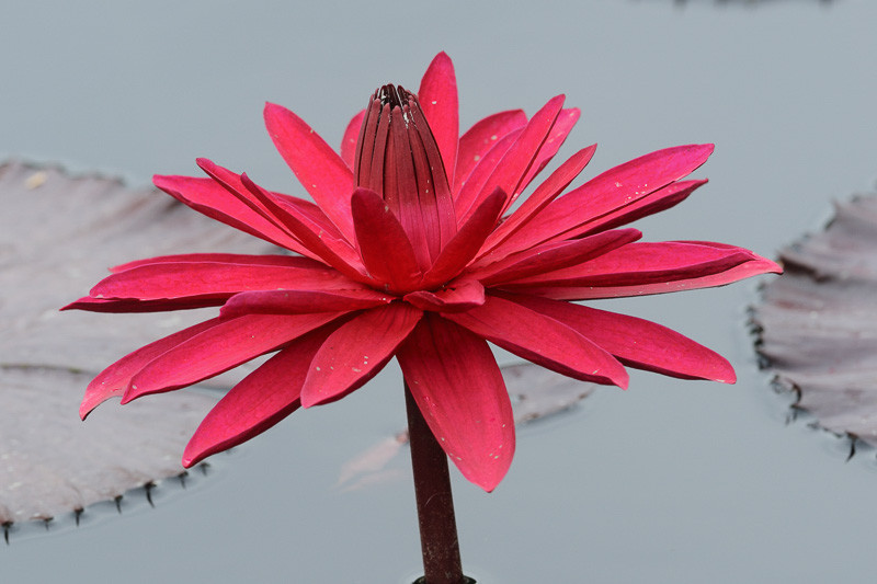 Nymphaea 'Red Flare' (Tropical Water)