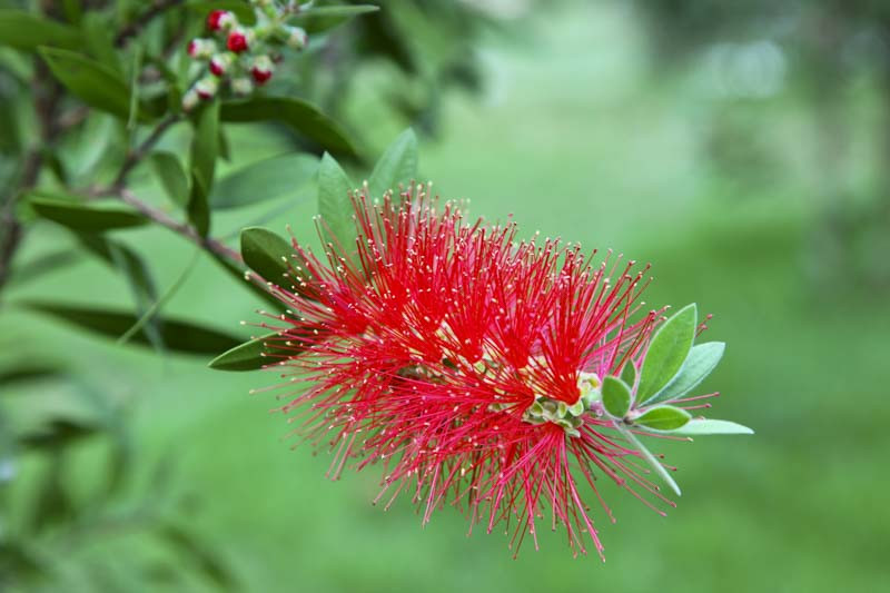 Callistemon rigidus (Stiff Bottlebrush)