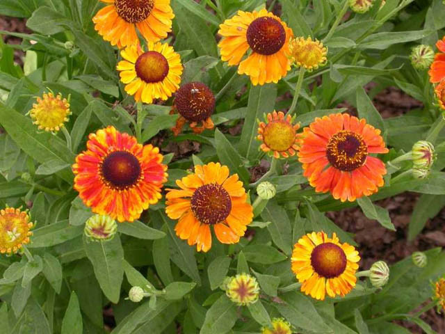 Helenium 'Mardi Gras' (Sneezeweed)