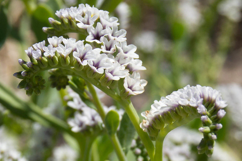 Heliotropium curassavicum (Salt Heliotrope)