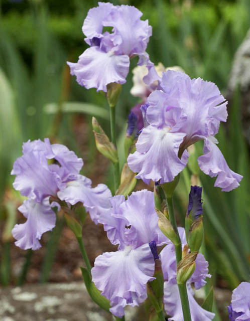 Iris 'Mary Frances' (Bearded Iris)