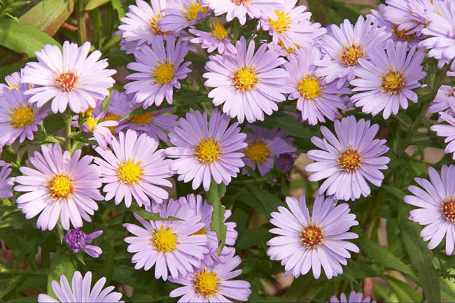 Aster novi-belgii 'Audrey' (New York Asters)