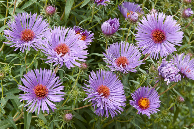 Aster novae-angliae 'Treasure' (New England Asters)