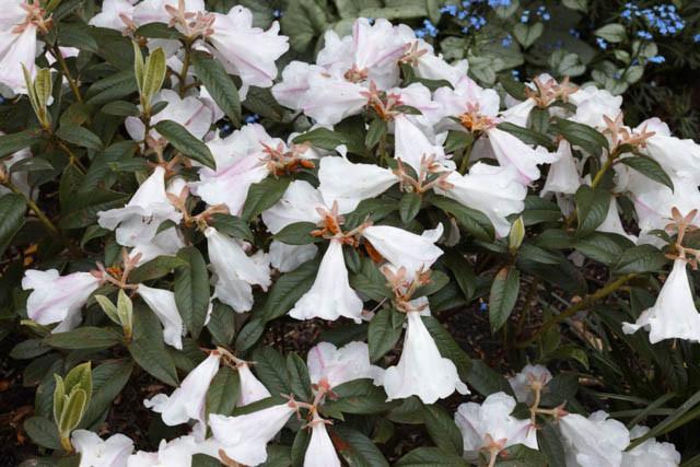 Rhododendron 'Princess Alice'