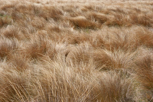 Chionochloa rubra (Red Tussock Grass)