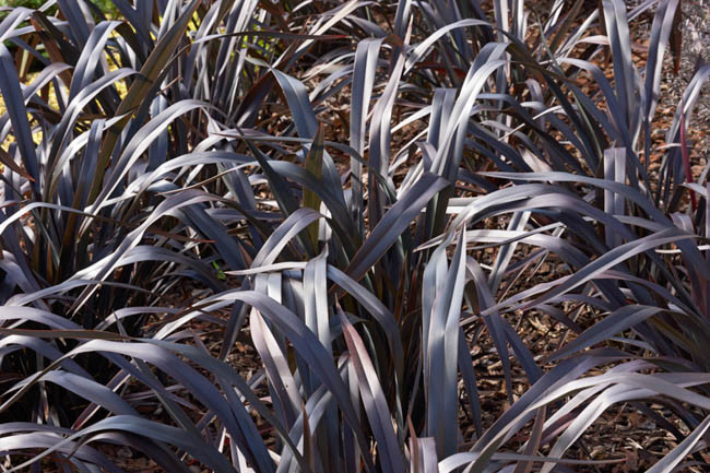 Phormium 'Platt's Black' (New Zealand Flax)