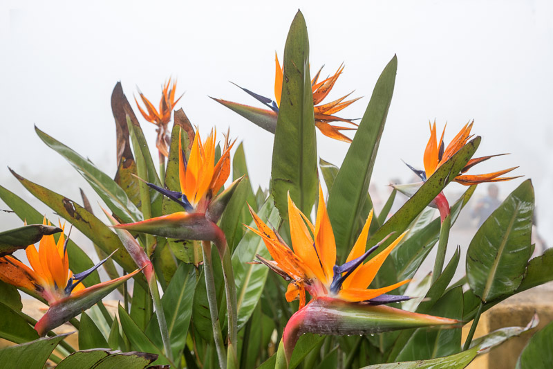 Bird of Paradise (Strelitzia reginae)